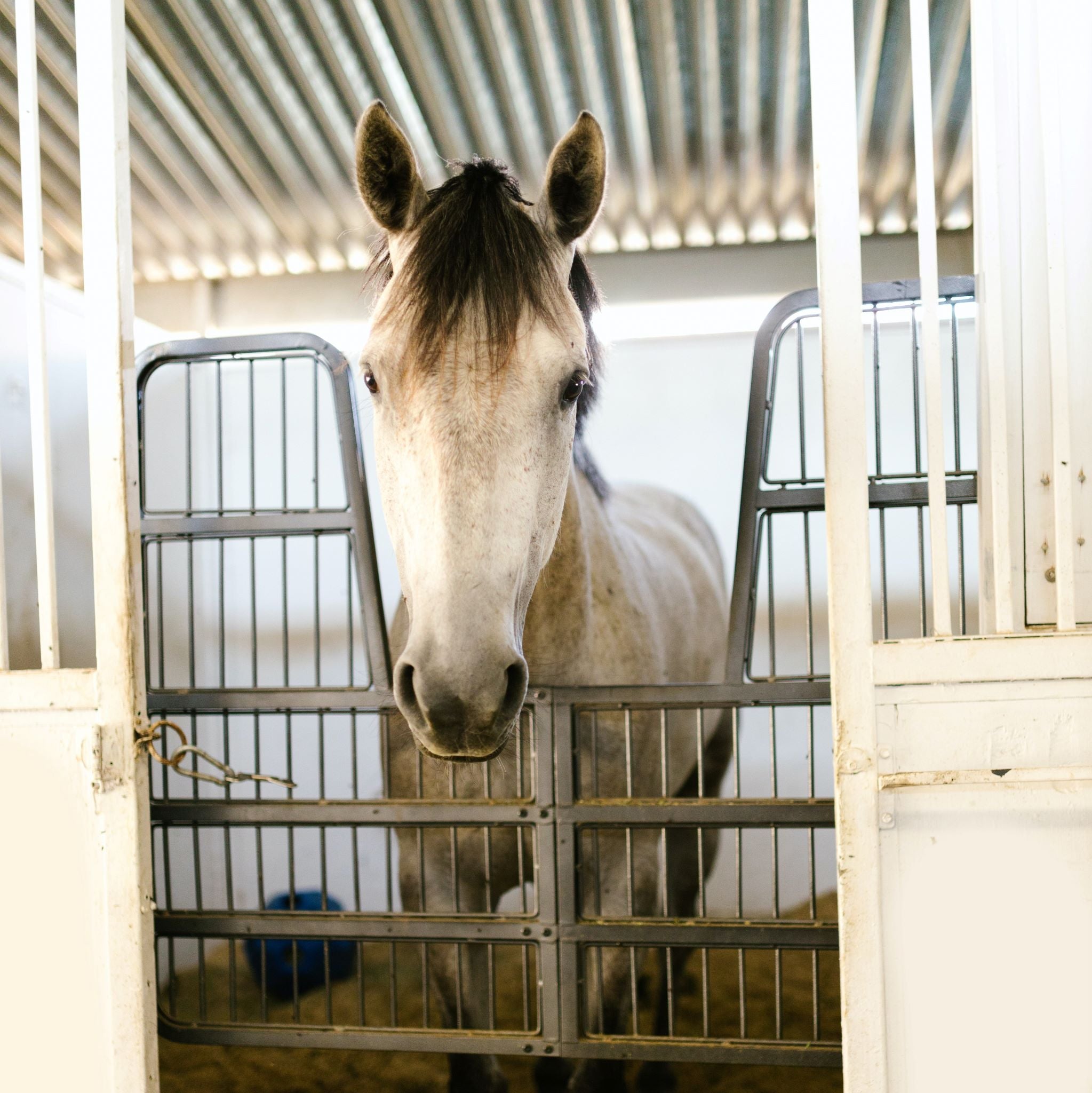 Straw vs Shavings – Equine Eye
