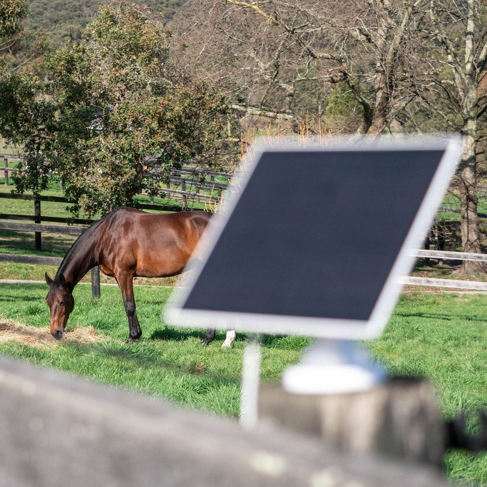 The Equine Eye Vision Camera
