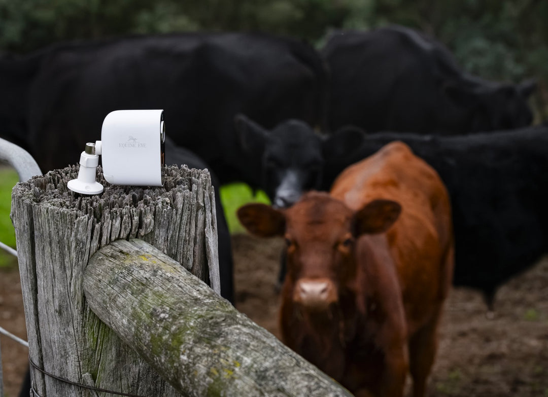 Horse Cameras | Paddock, stable & trailer cameras – Equine Eye